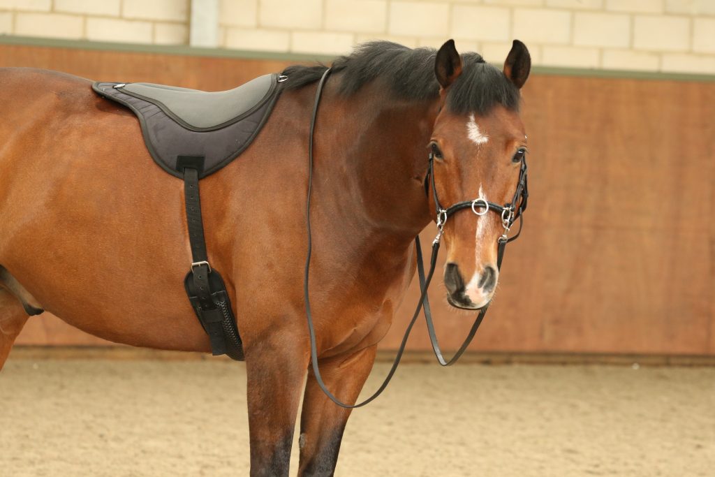 Thinline Comfort Bareback Saddlepad - The Comfy Horse Company
