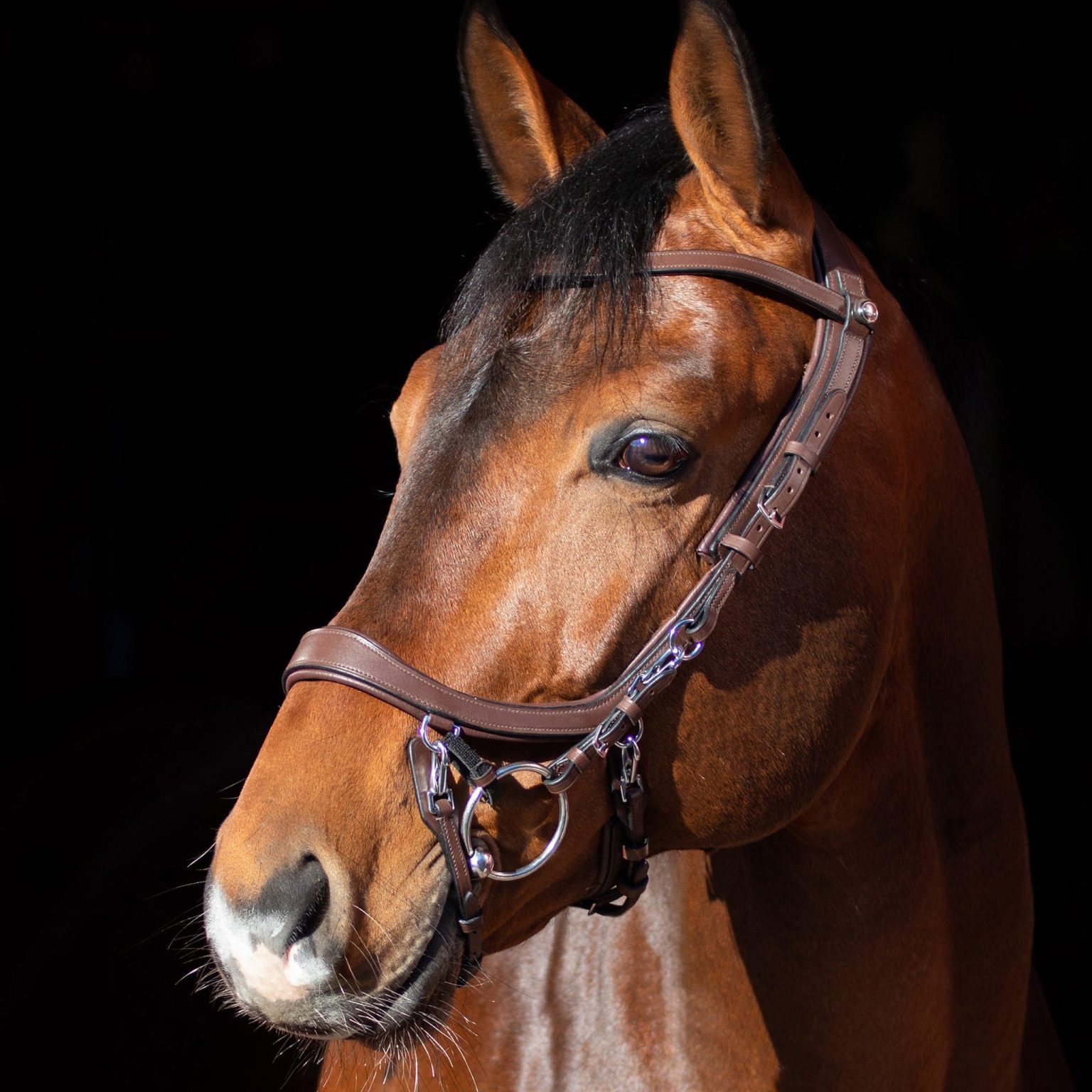 Presteq Faysport Anatomical Bridle - The Comfy Horse Company