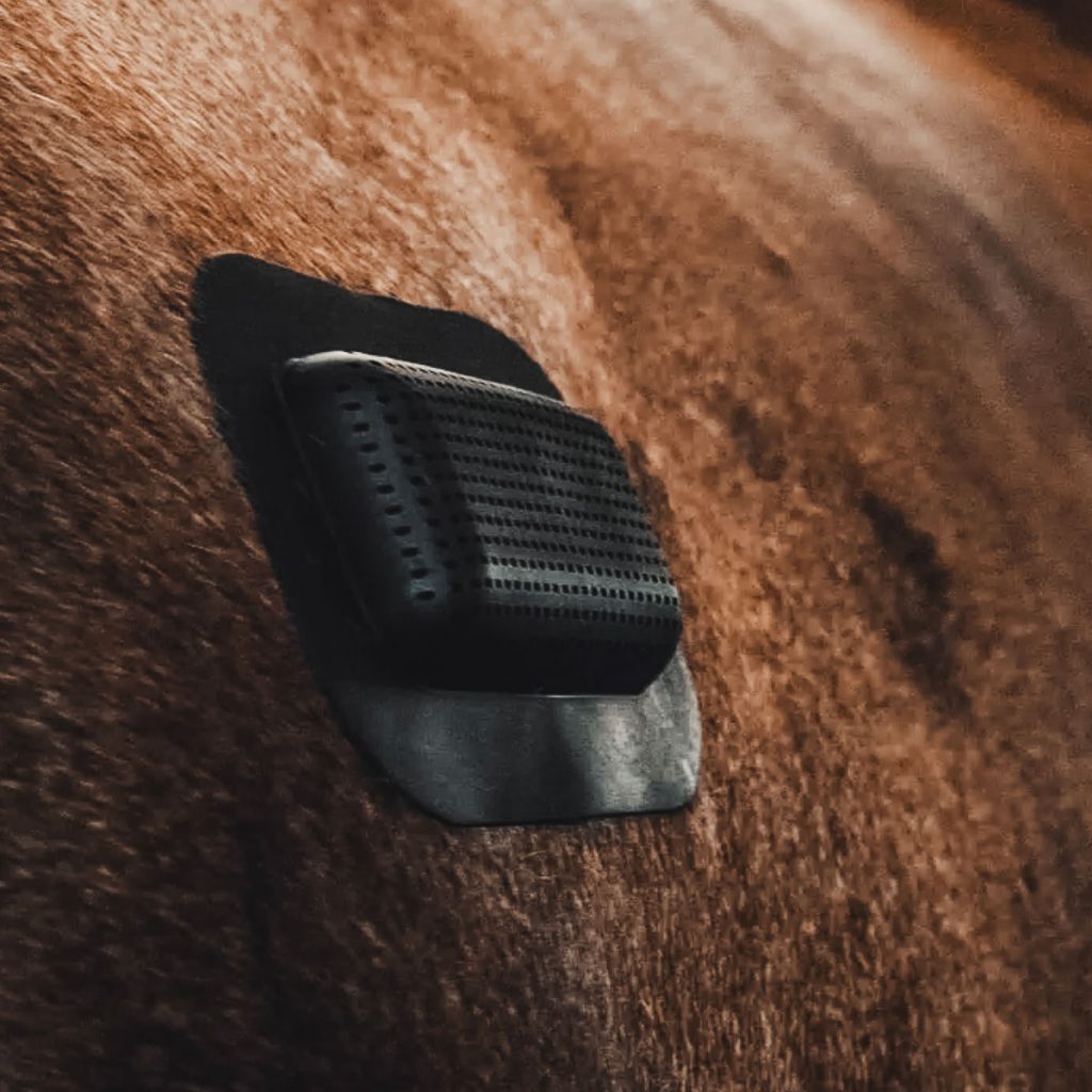 Rheva Wound Protection Plasters - The Comfy Horse Company