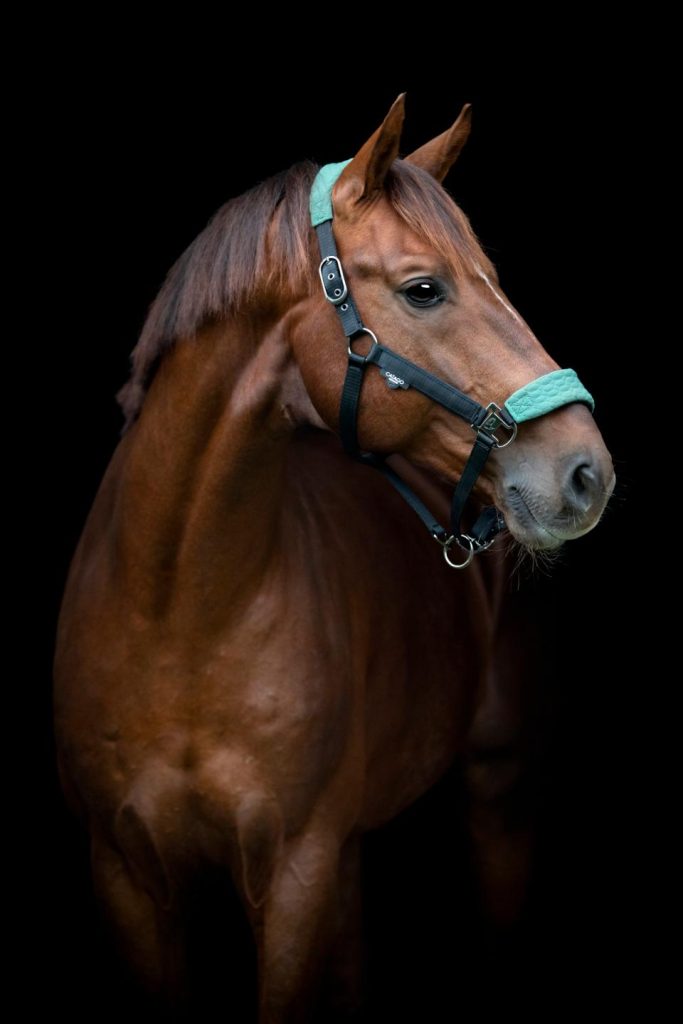 Catago Fir-Tech Halter - The Comfy Horse Company
